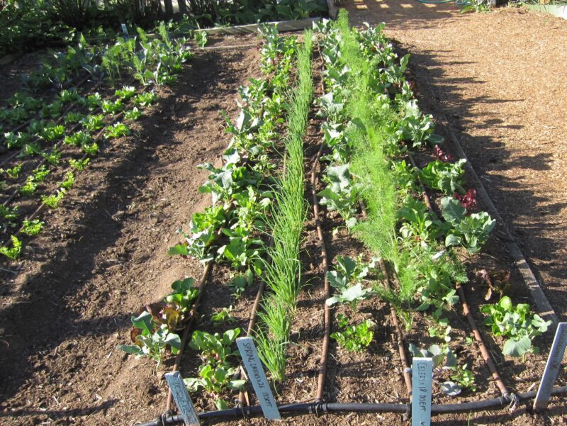 Bio-intensive polyculture: The Permaculture Art of Growing More with ...