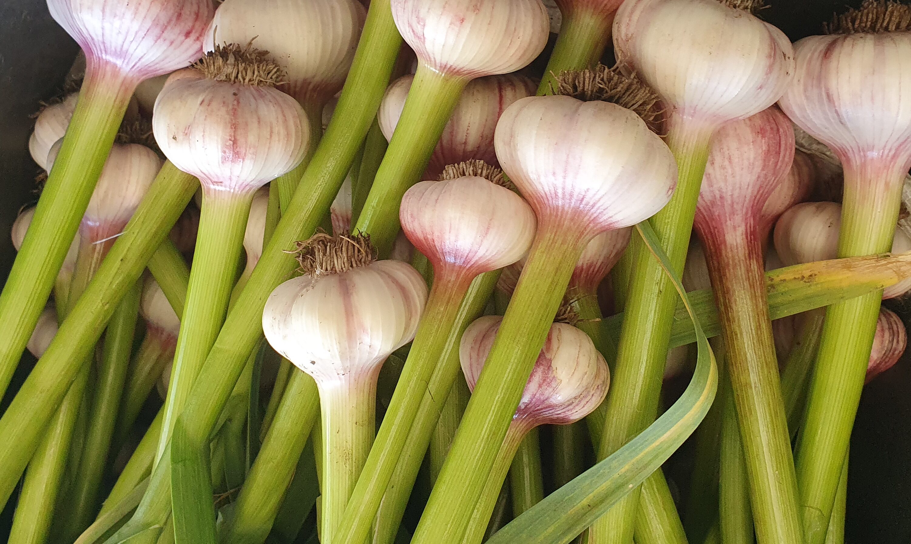 A Comprehensive Guide to Growing Garlic - WYNLEN HOUSE