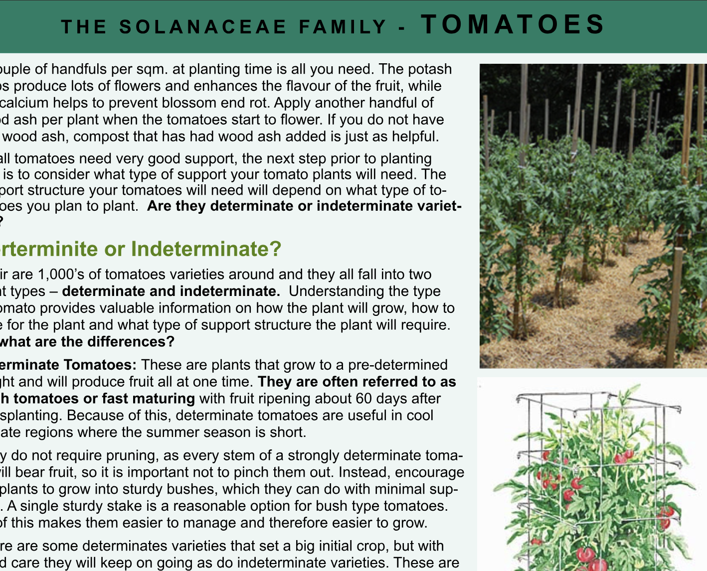 The Solanaceae Family of Vegetables - WYNLEN HOUSE